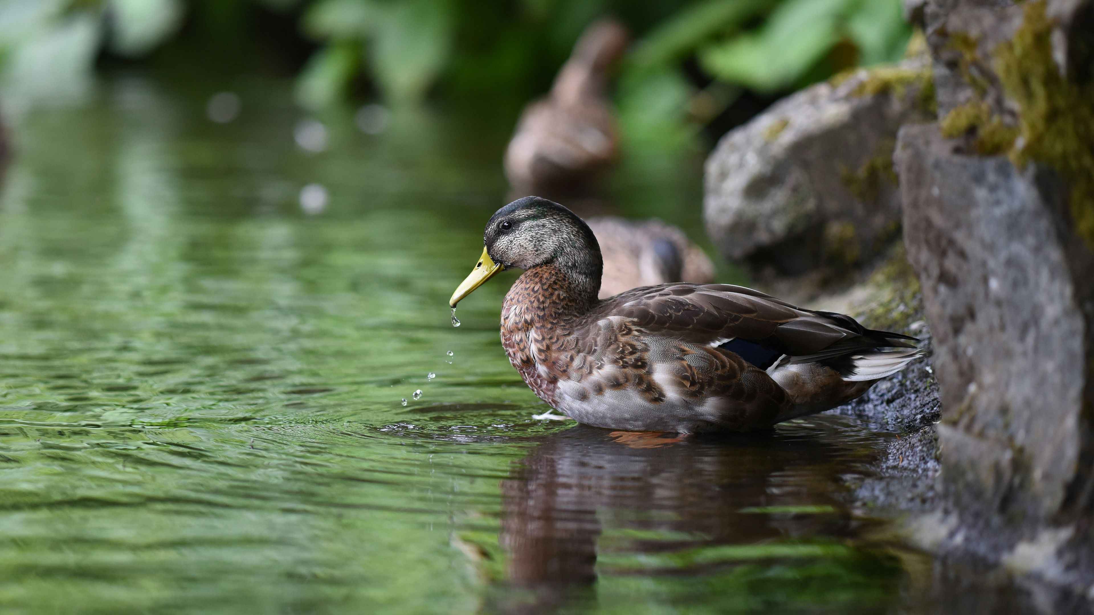 Die 20+ besten Enten-Memes - Schlechte Witze