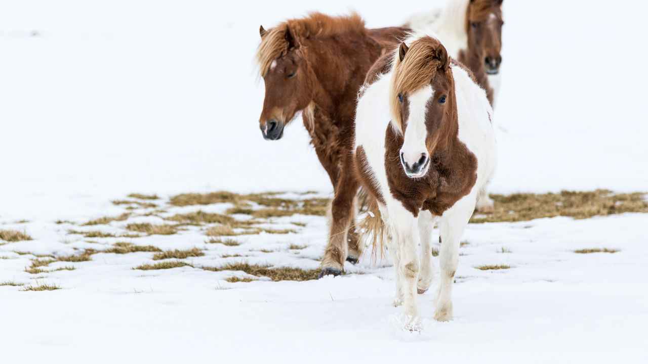 Pferd-weg-Witze - Schlechte Witze